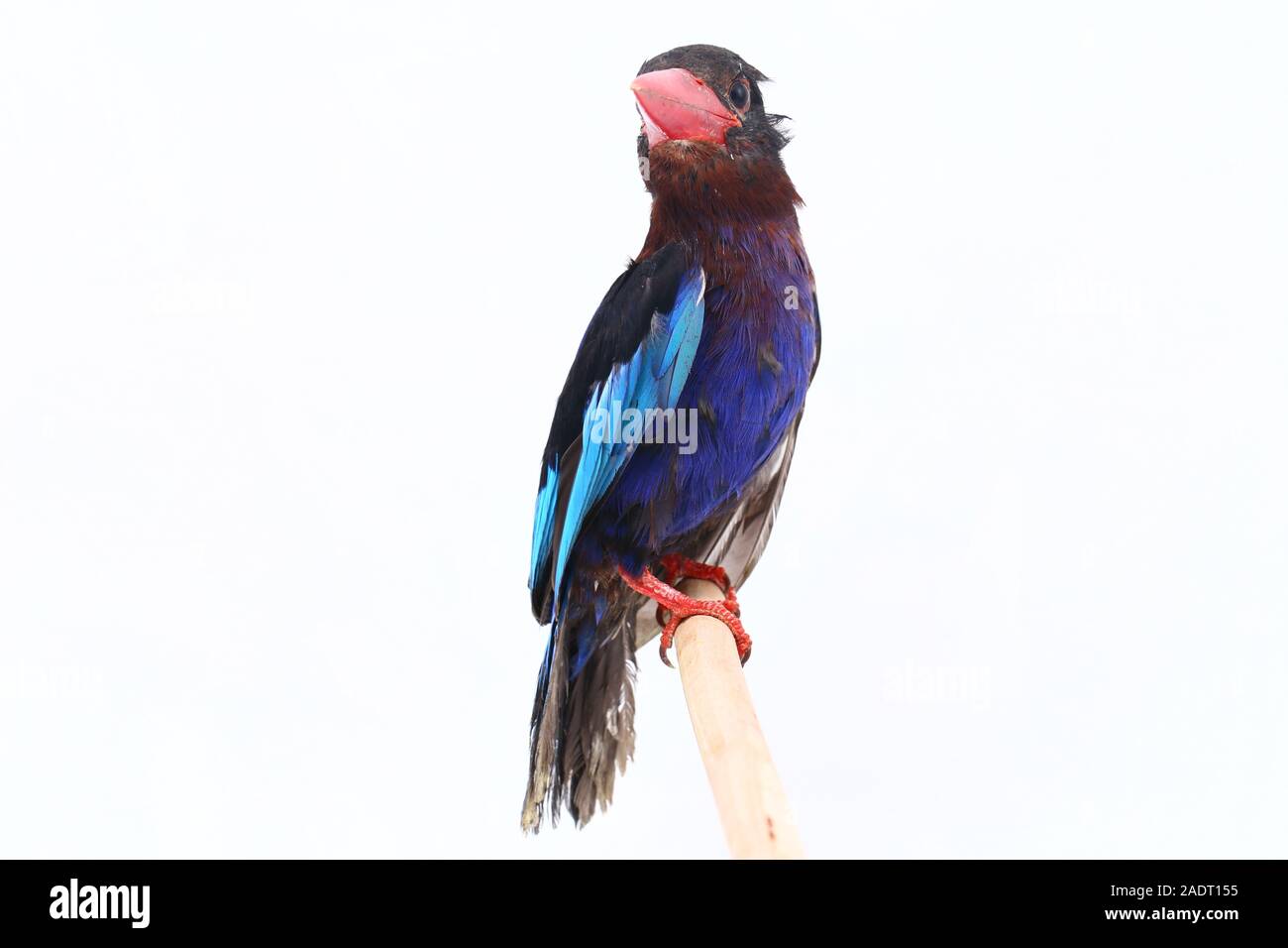 Javan Kingfisher, sometimes called the blue-bellied kingfishe Endemic ...