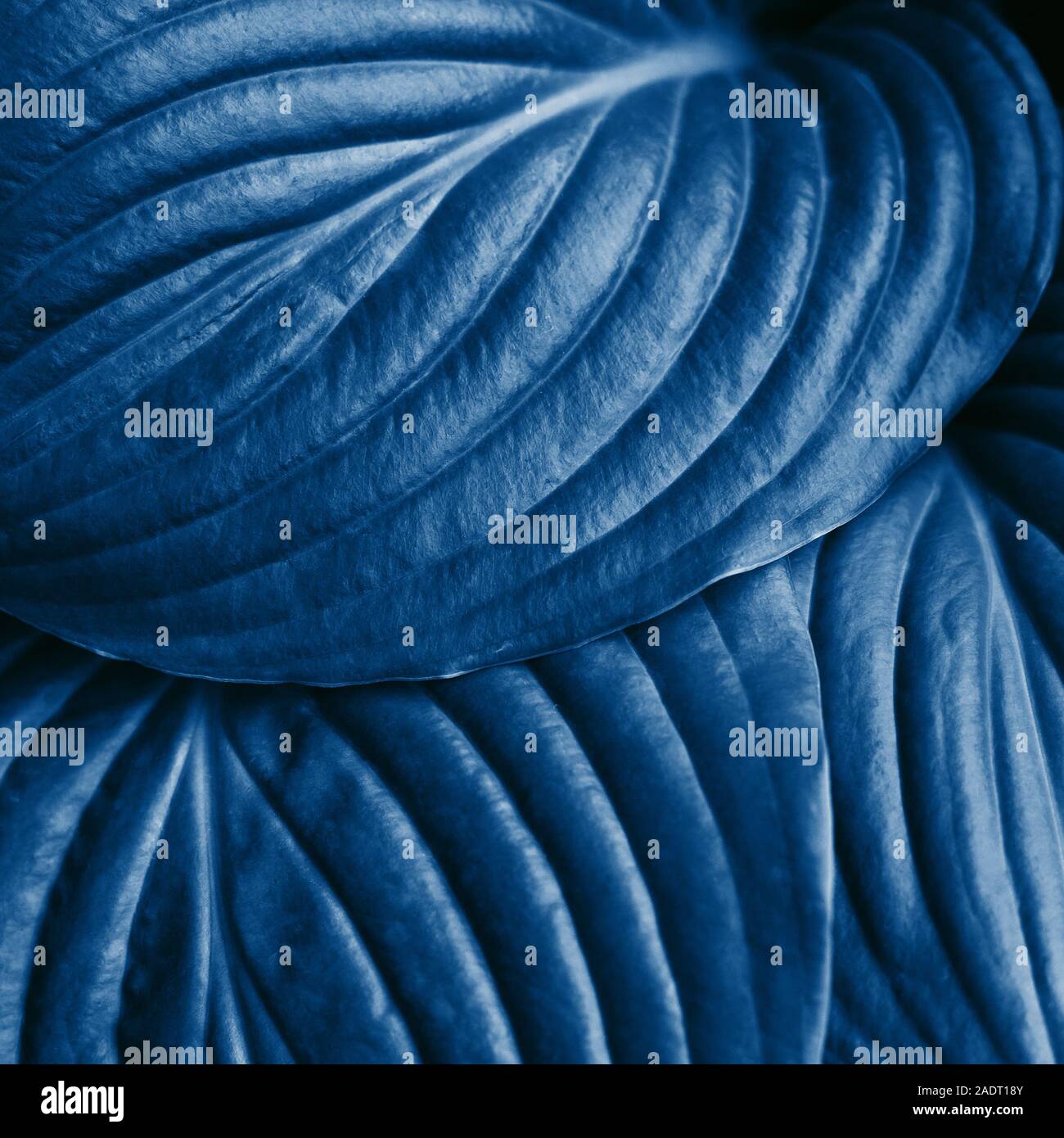 The leaves of hosta. Nature background toned in blue color, close up ...