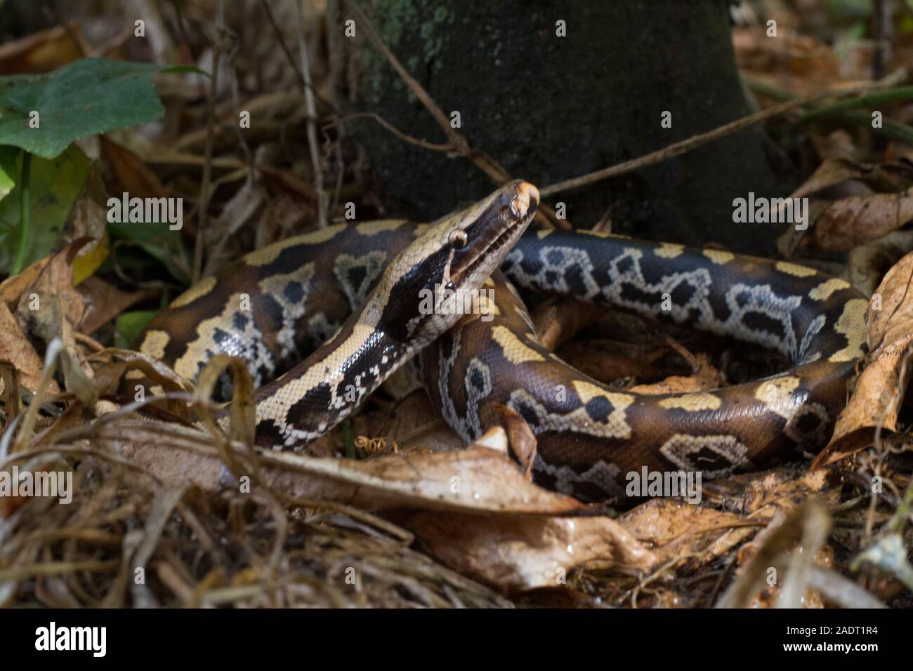 Sumatran Red Blood Python (Python curtis curtis) commonly known as red ...