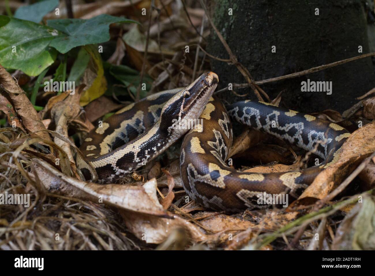 Sumatran Red Blood Python (Python curtis curtis) commonly known as red ...