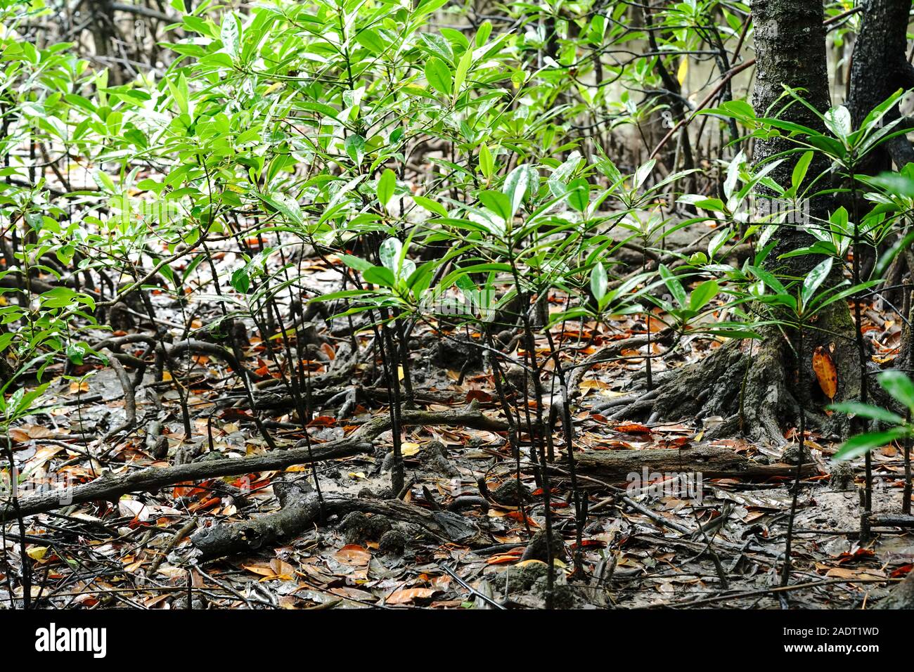 Young tree in mangrove Stock Photo - Alamy