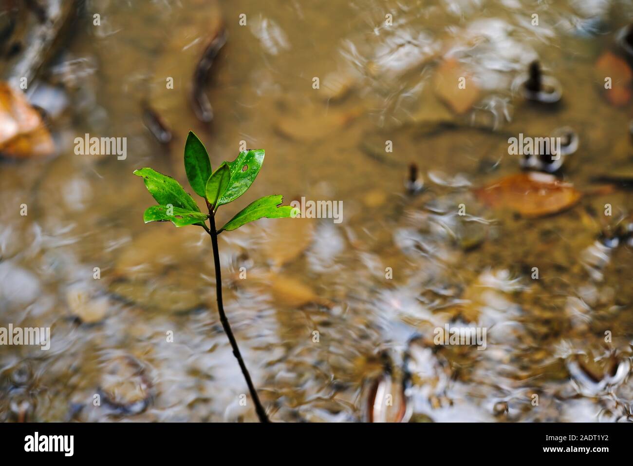 Young tree in mangrove Stock Photo - Alamy