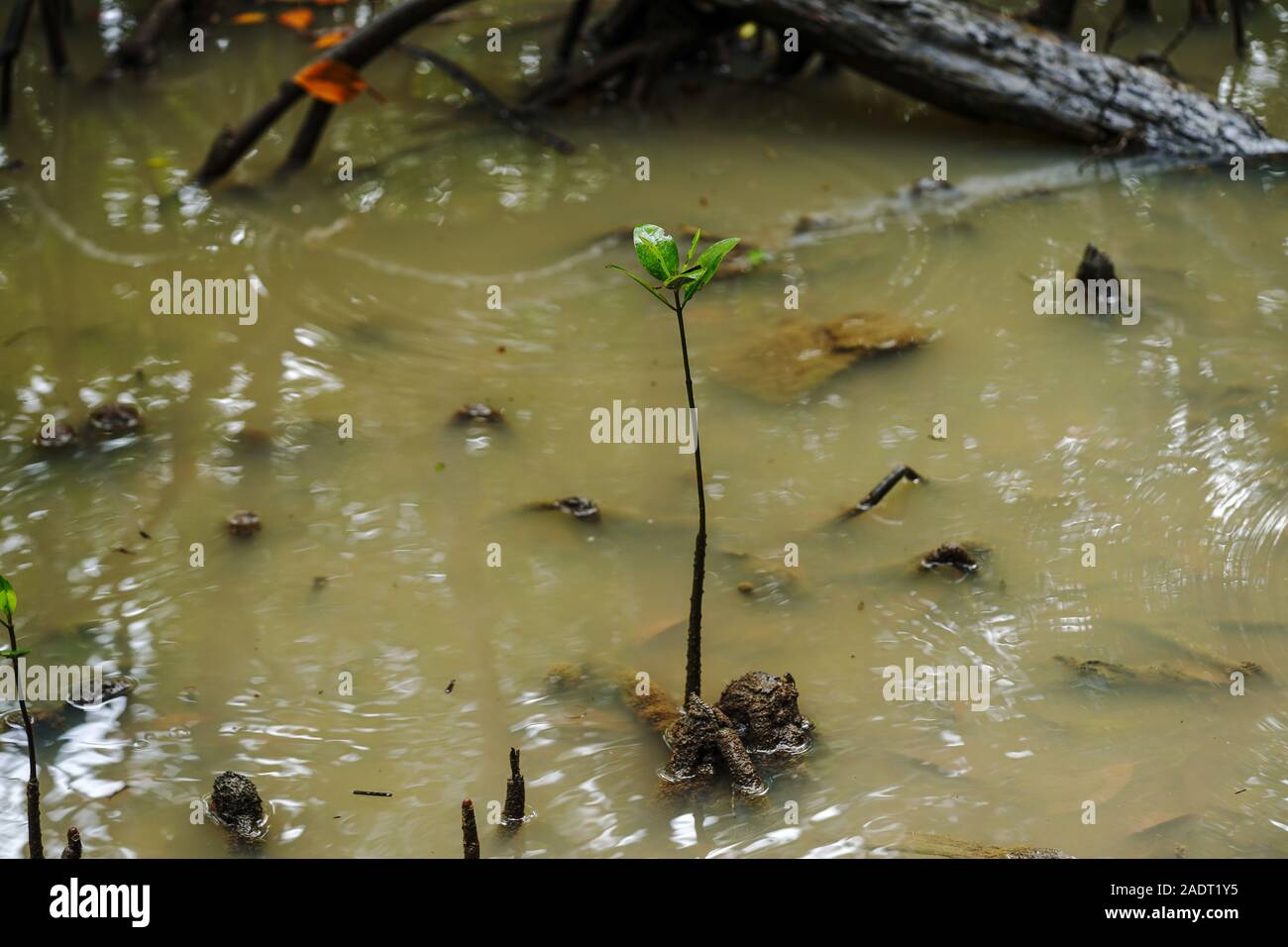Young tree in mangrove Stock Photo - Alamy