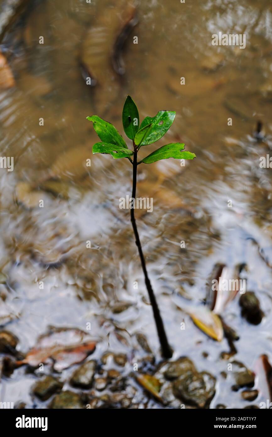 Young tree in mangrove Stock Photo - Alamy