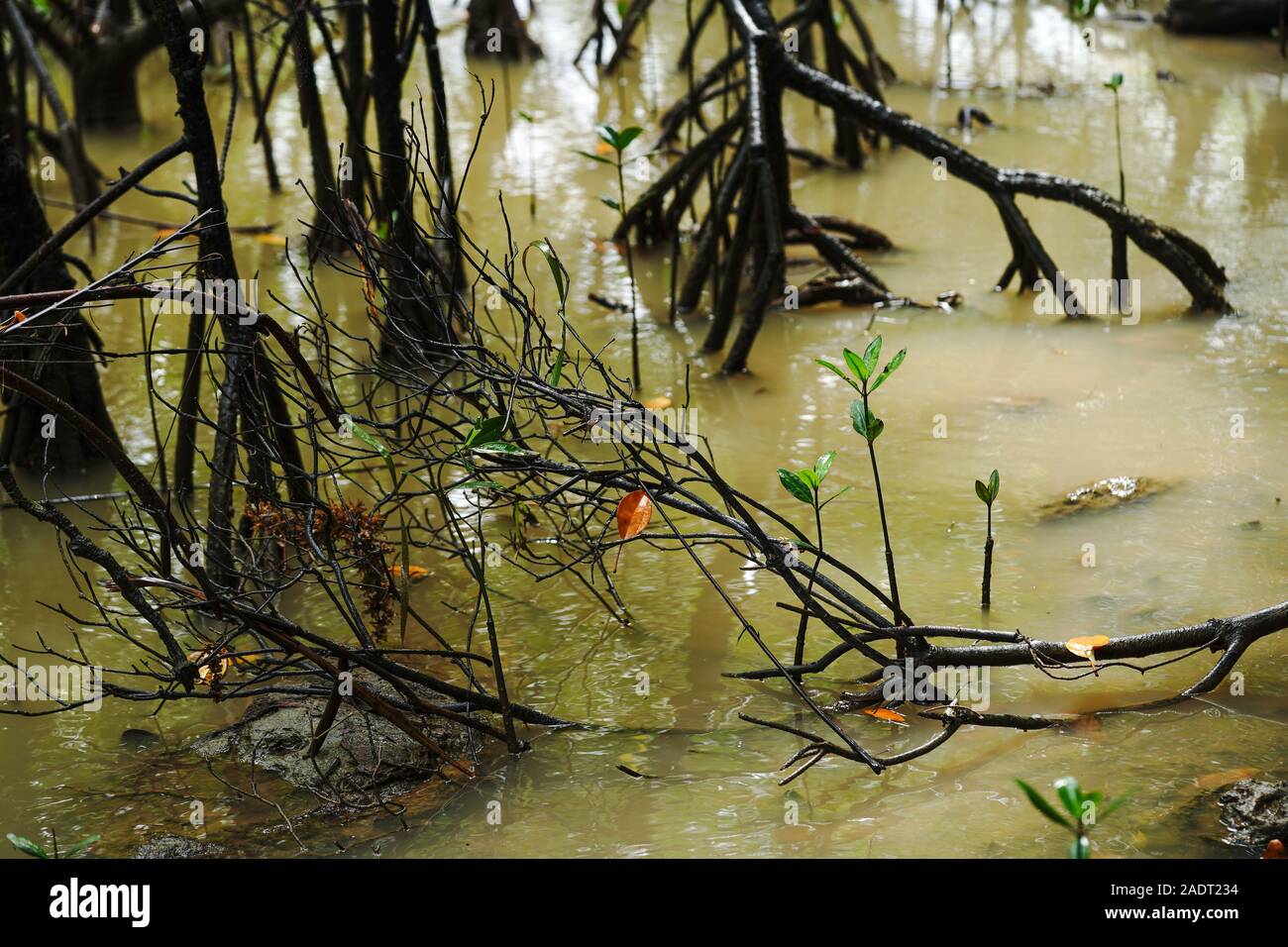 Young tree in mangrove Stock Photo - Alamy