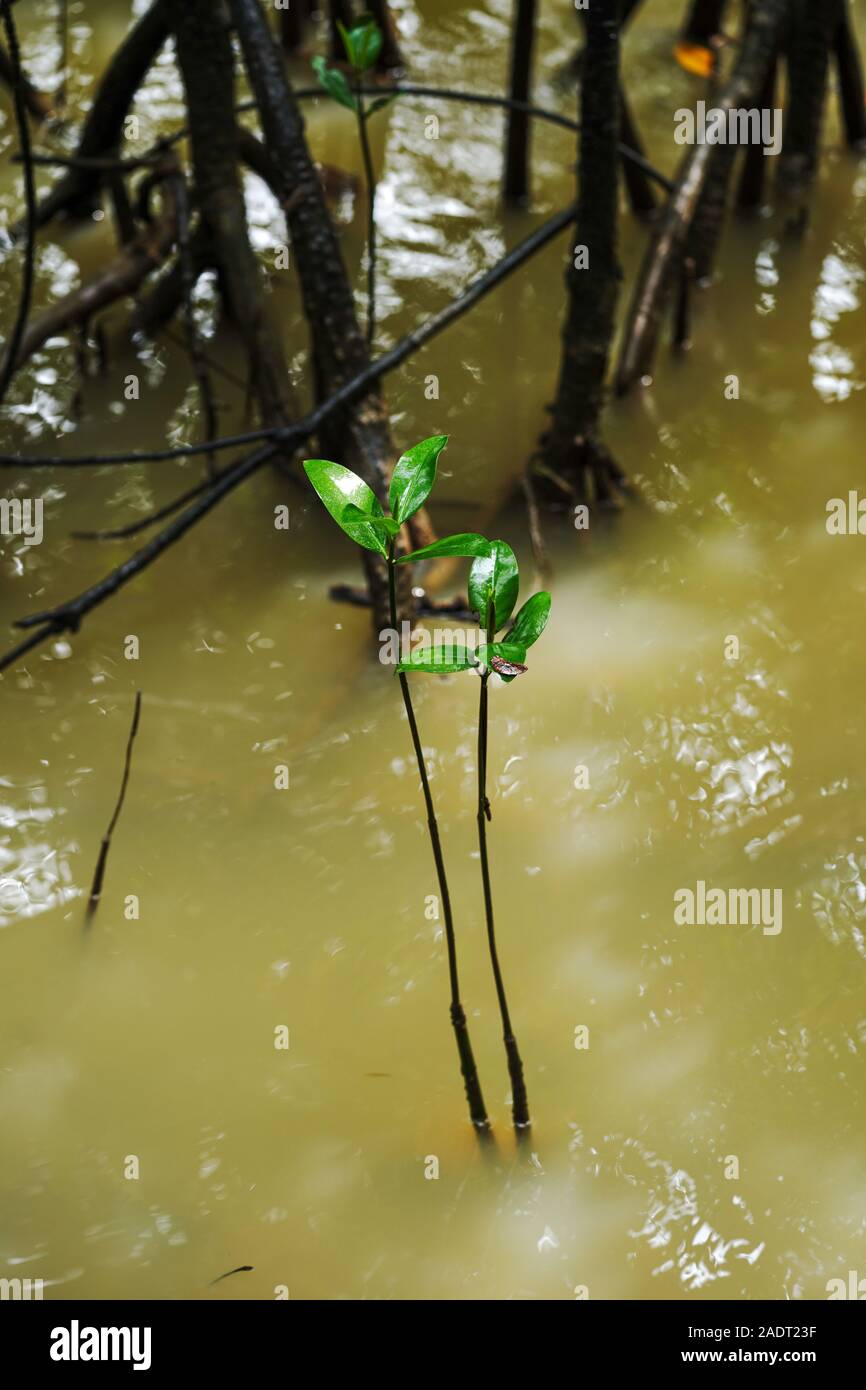 Young tree in mangrove Stock Photo - Alamy