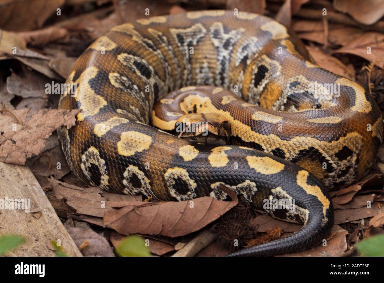 Sumatran blood python / Python brongersmai, commonly known as ...