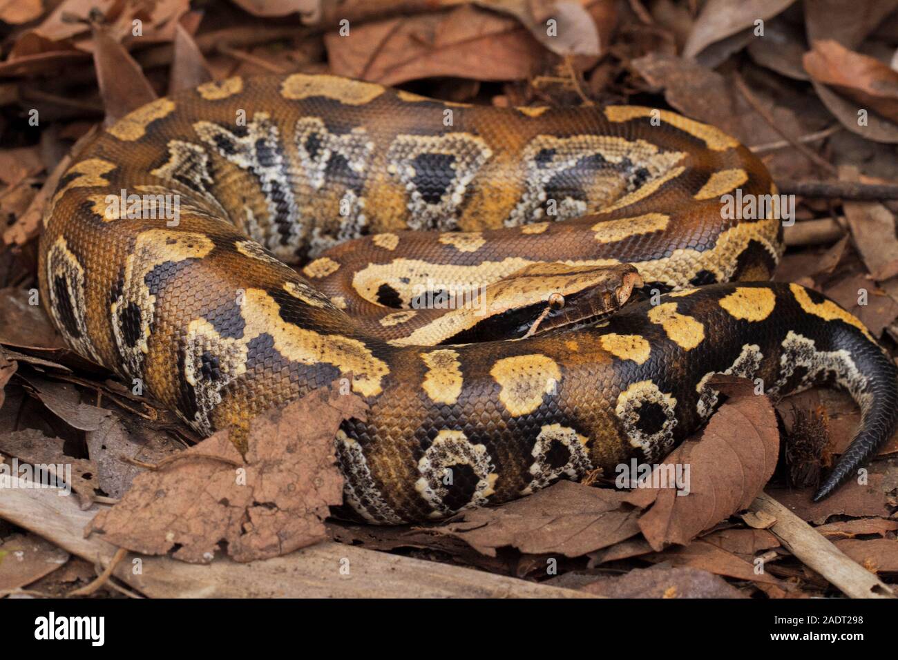 Brongersmas short tailed python hi-res stock photography and images - Alamy