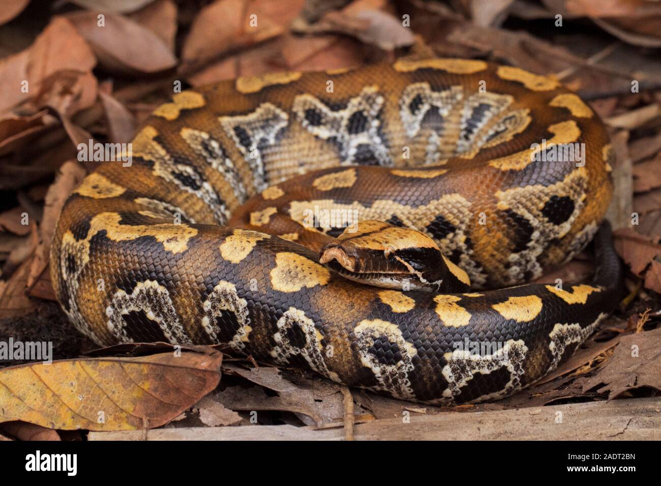 Sumatran blood python / Python brongersmai, commonly known as ...