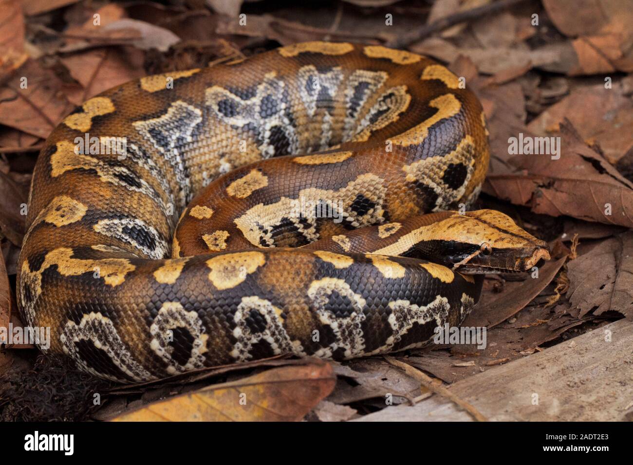Sumatran short tailed python hi-res stock photography and images - Alamy