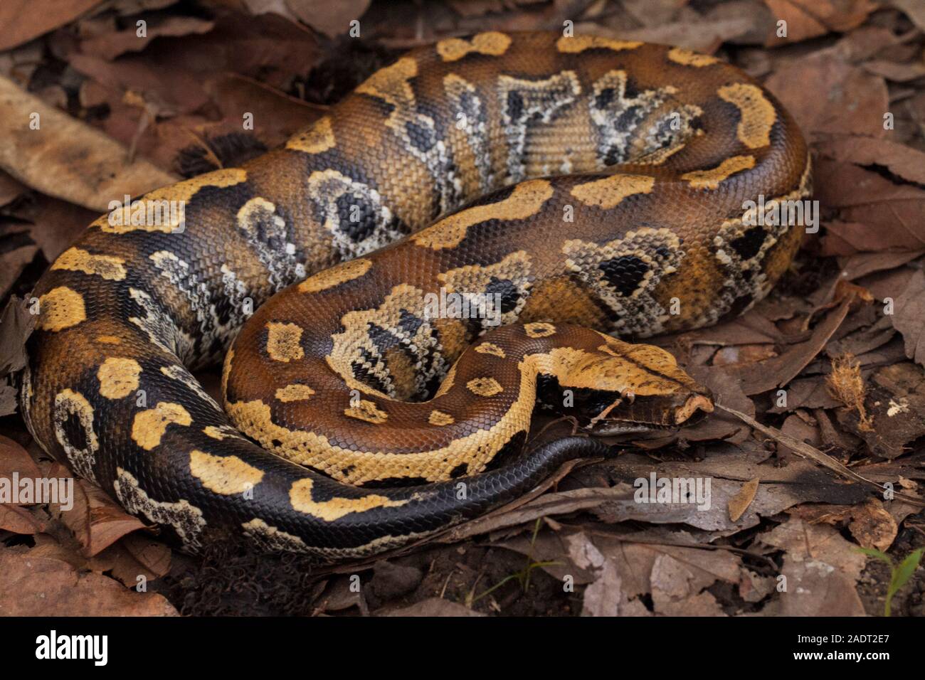 Sumatran short tailed python hi-res stock photography and images - Alamy
