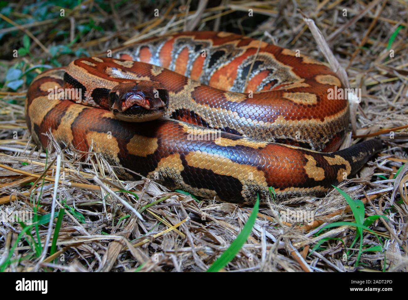 Blood curtus malaysia hi-res stock photography and images - Alamy