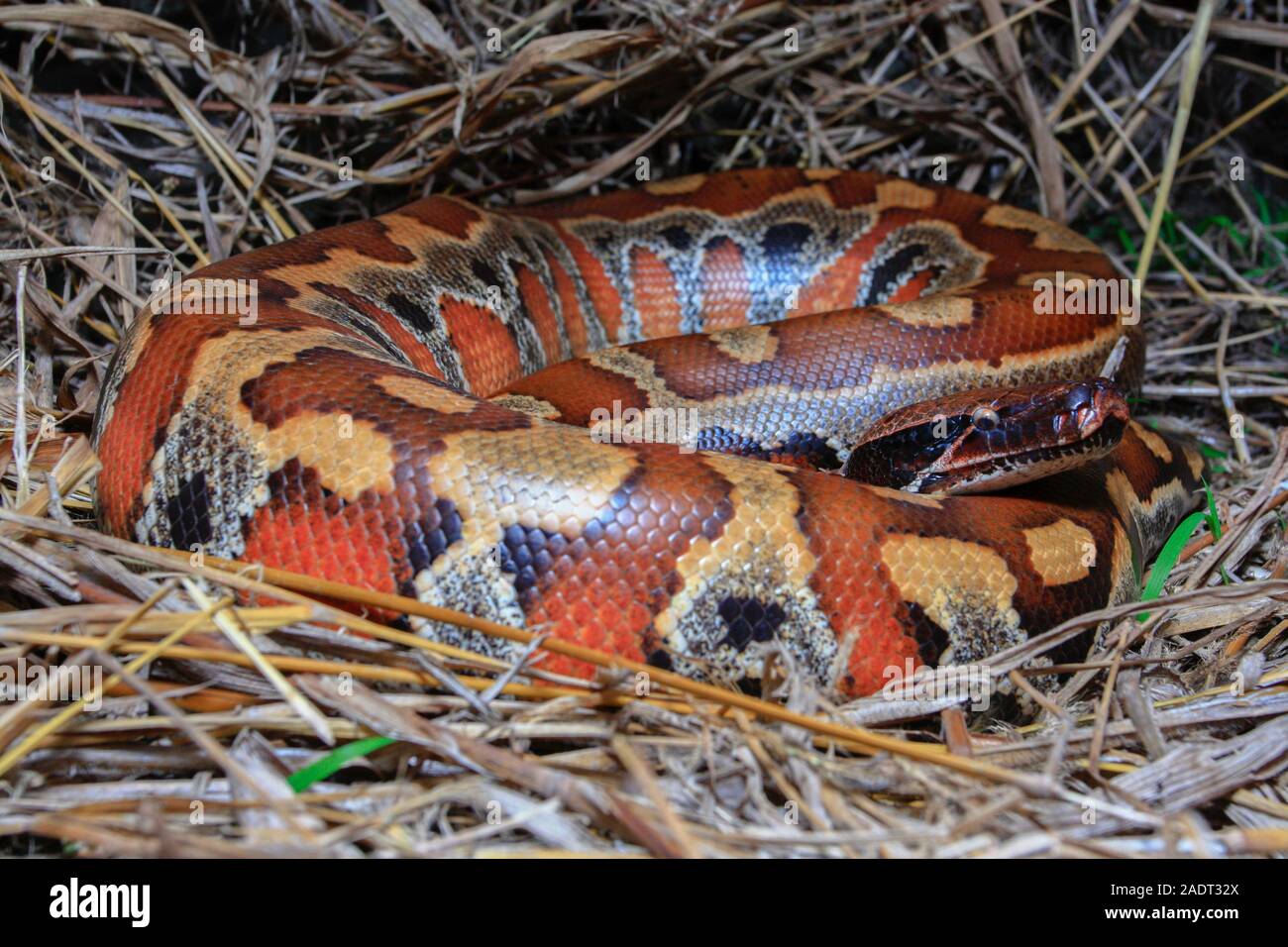Close up Sumatran Red Blood Python / Python curtus brongersmai Stock ...