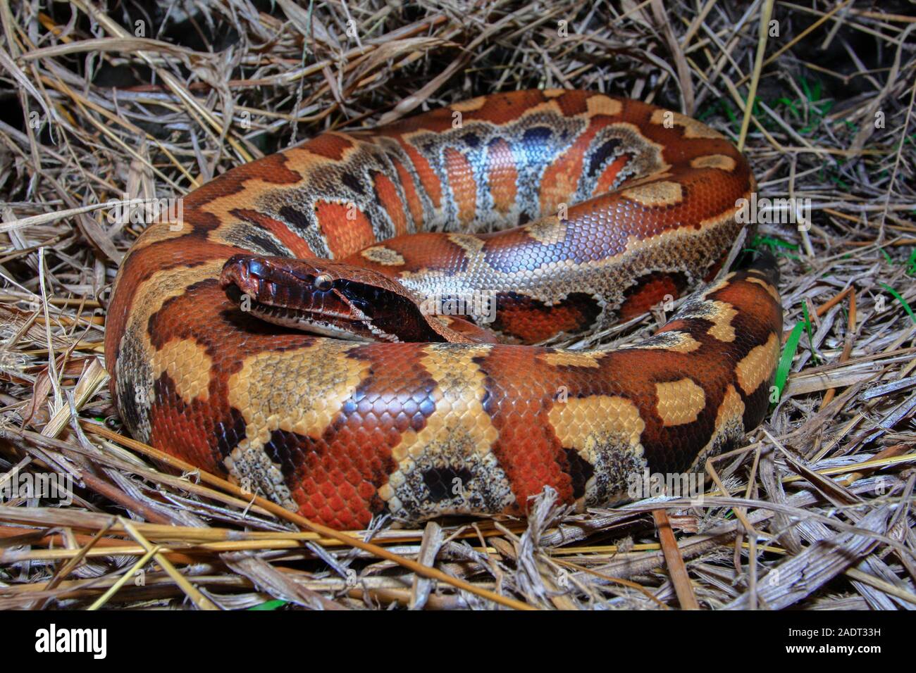 Blood python python curtus hi-res stock photography and images - Alamy