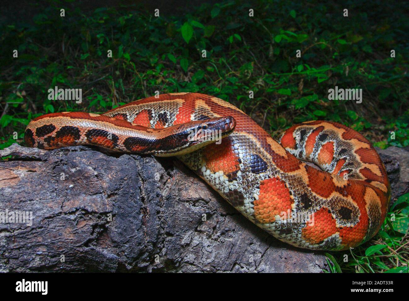 Python curtus hi-res stock photography and images - Alamy
