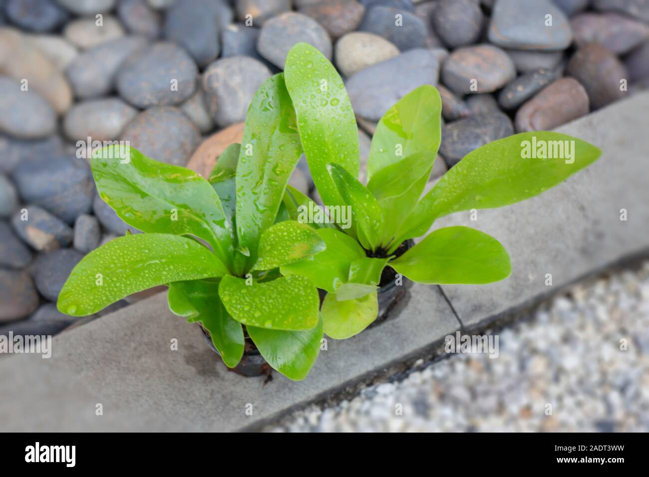 Mini plant pot nature background, stock photo Stock Photo - Alamy