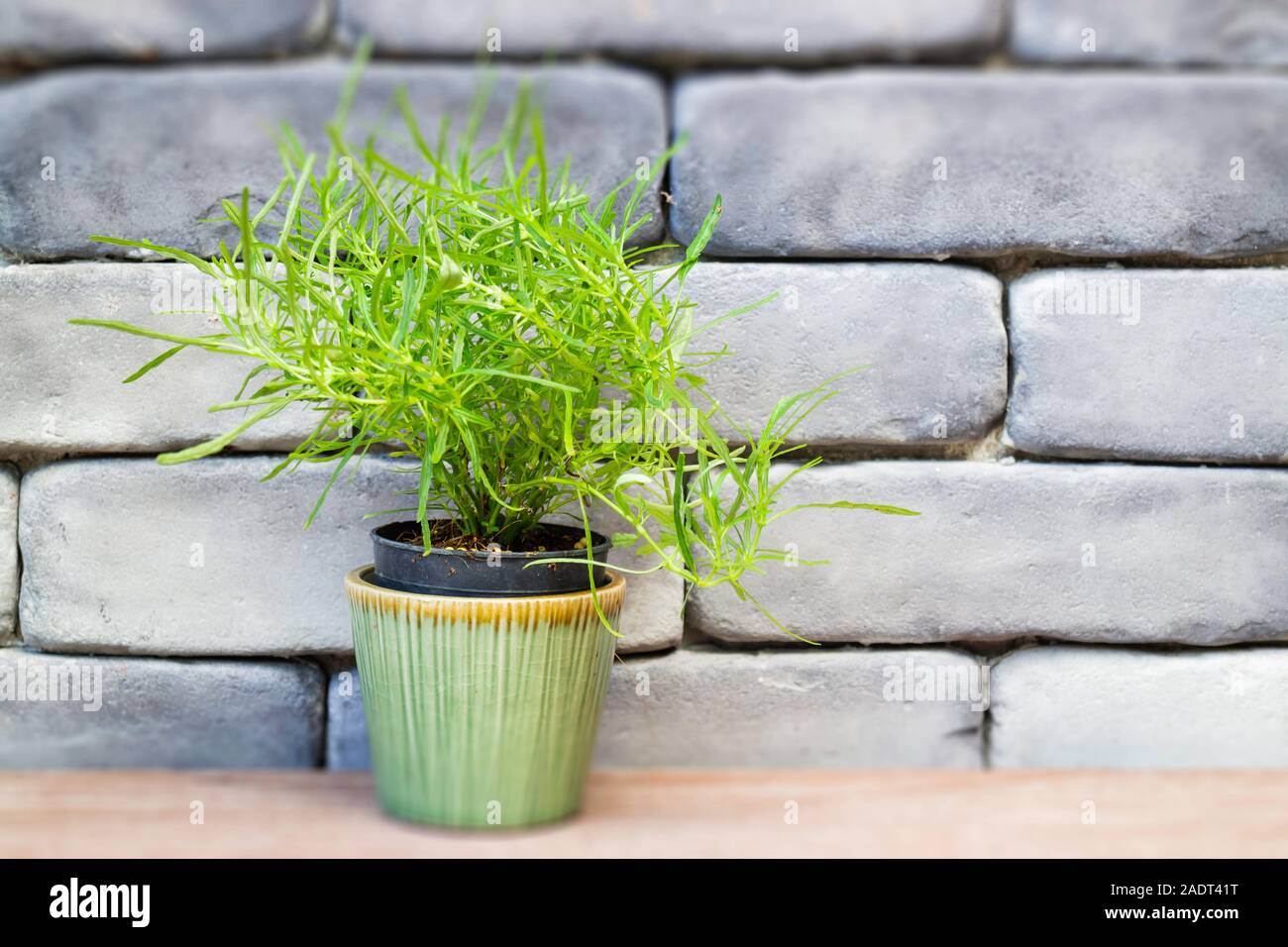 Mini green leaves plant pot hi-res stock photography and images - Alamy