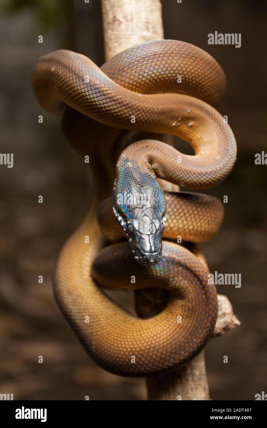 Gold Albertisi/white lipped python (Leiopython albertisi) wrapped ...