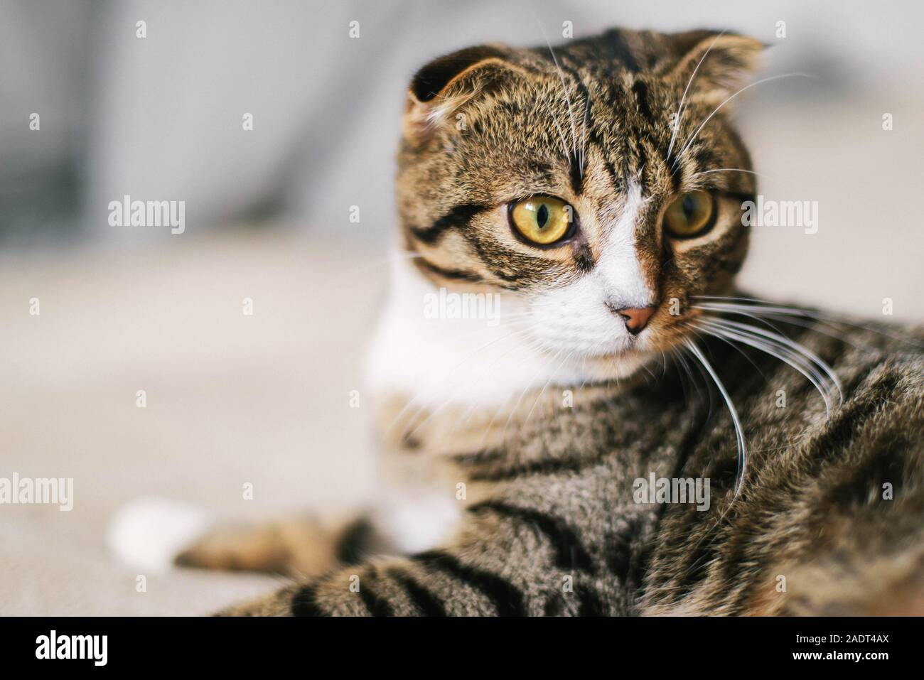 Cat nose side view hi-res stock photography and images - Alamy