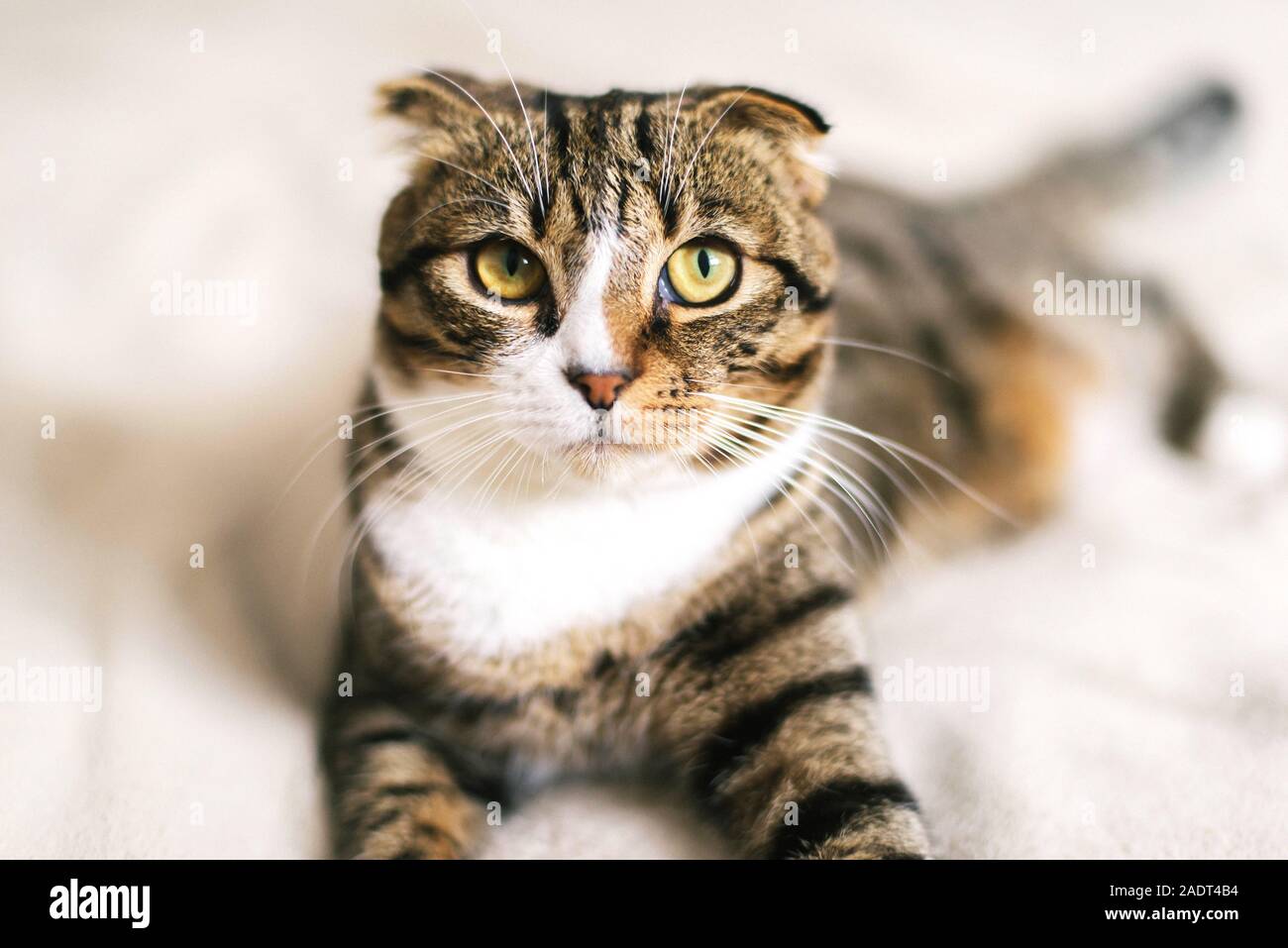 Inferior angle hi-res stock photography and images - Alamy