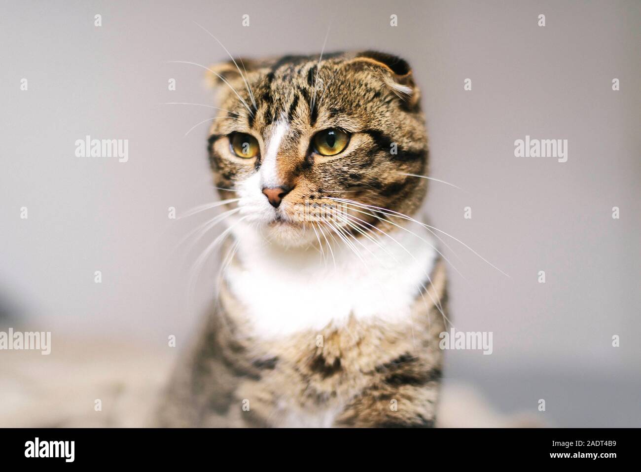 Cat nose side view hi-res stock photography and images - Alamy
