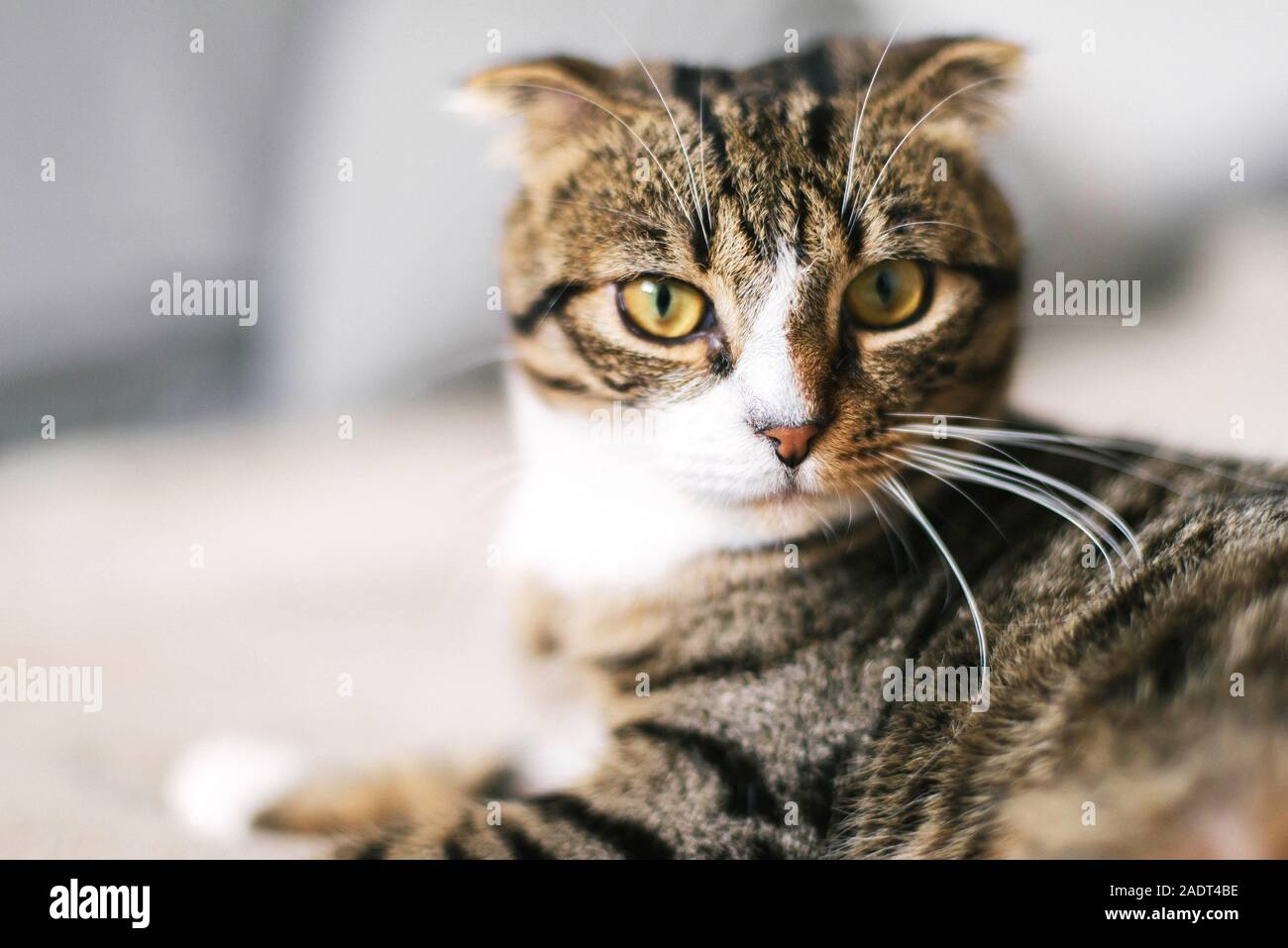 Inferior angle hi-res stock photography and images - Alamy