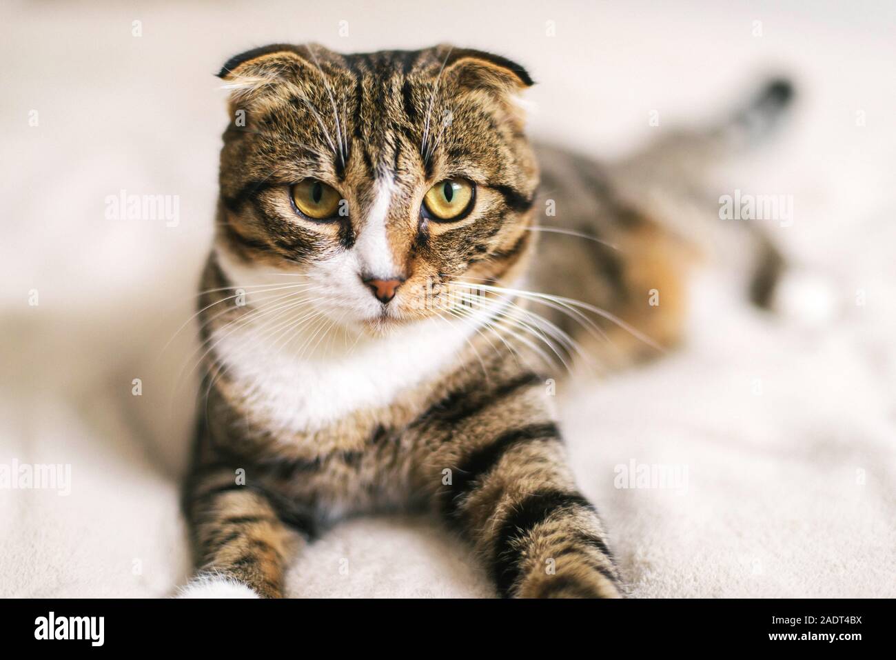 Head shot pose for camera hi-res stock photography and images - Alamy