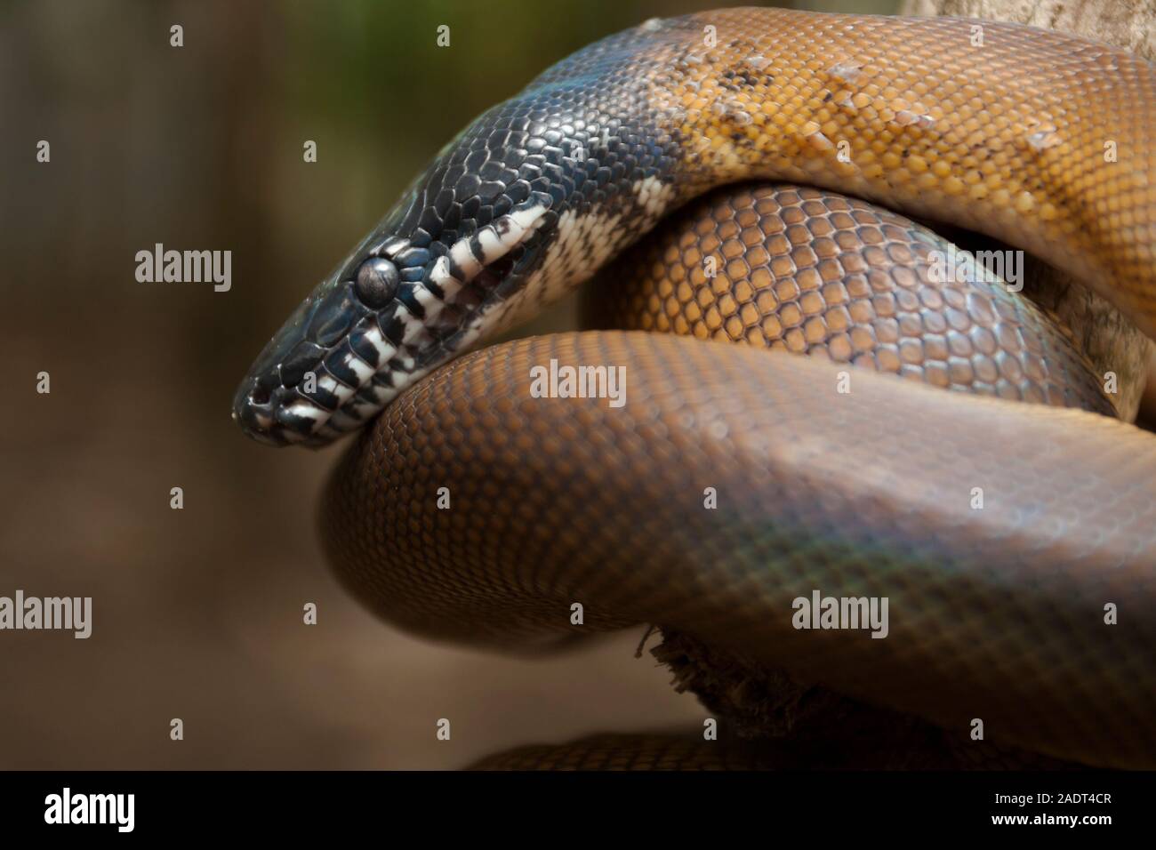 Gold Albertisi/white lipped python (Leiopython albertisi) wrapped ...