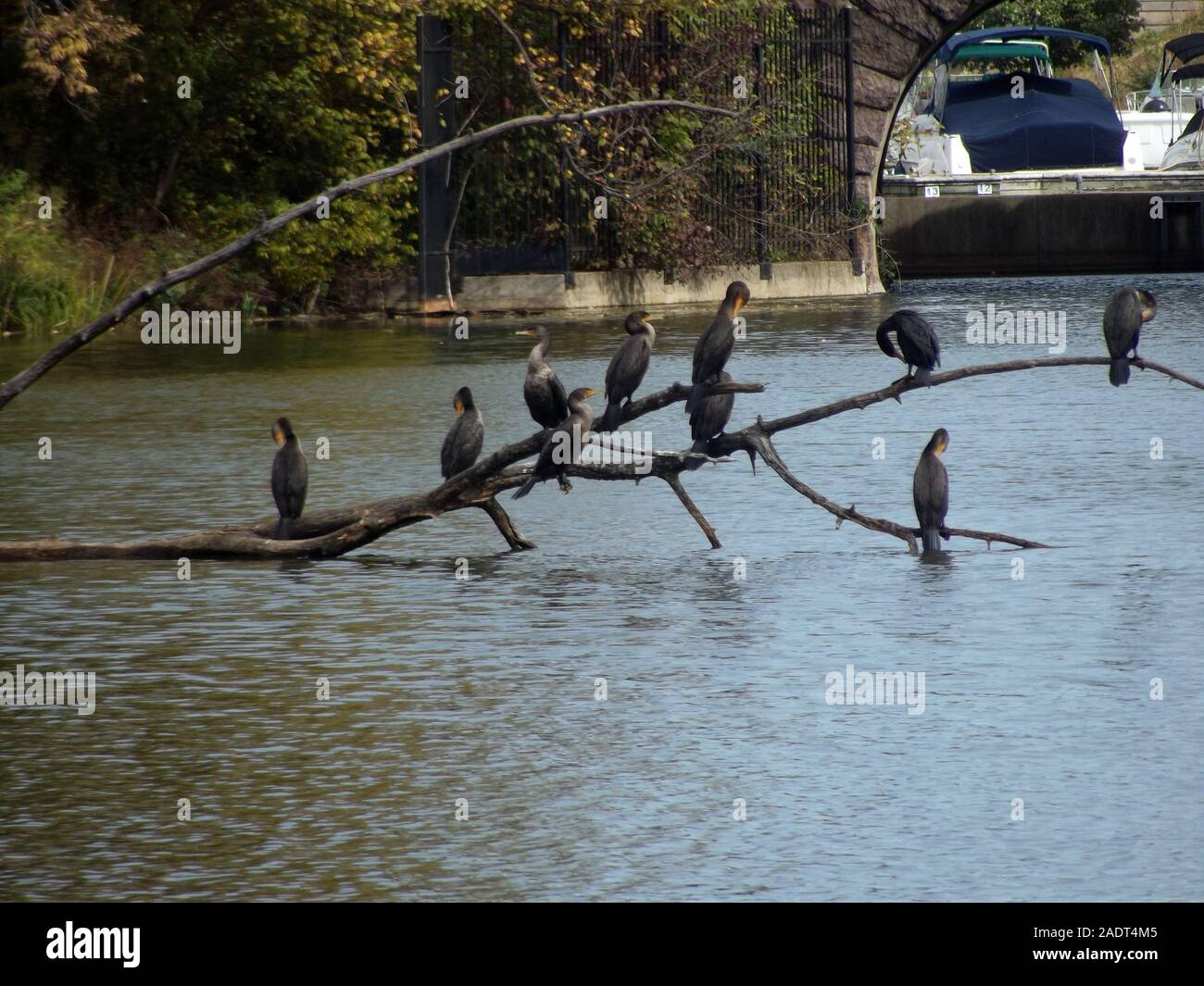 10 Bird Friends Hanging Out With Each Other On Branch Stock Photo - Alamy