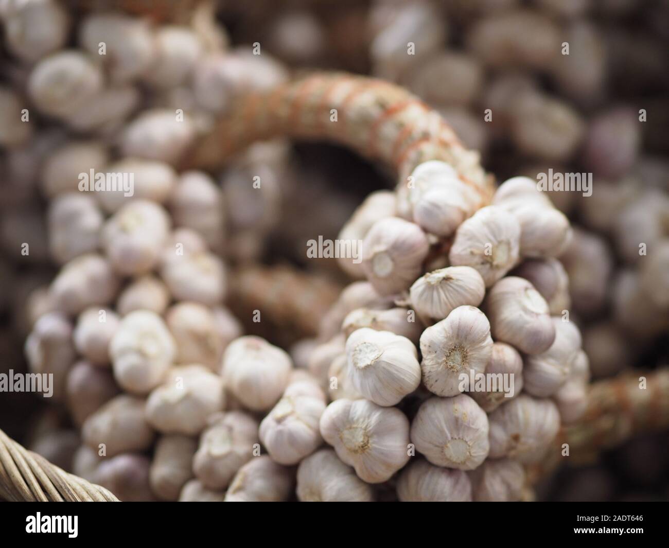 Garlic tied together in a bunch, placed in a woven basket Stock Photo ...