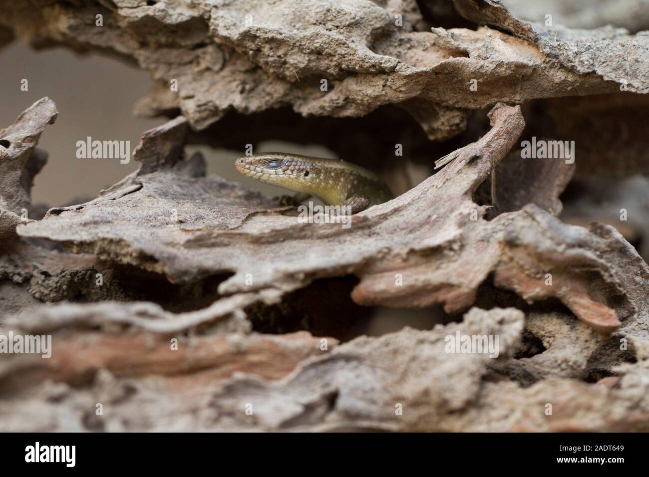 Mabuya Multifasciata High Resolution Stock Photography and Images - Alamy