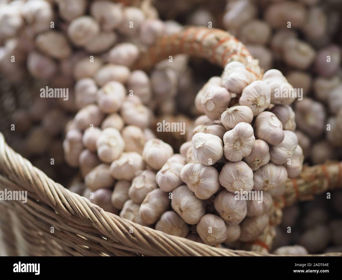 Garlic tied together in a bunch, placed in a woven basket Stock Photo ...