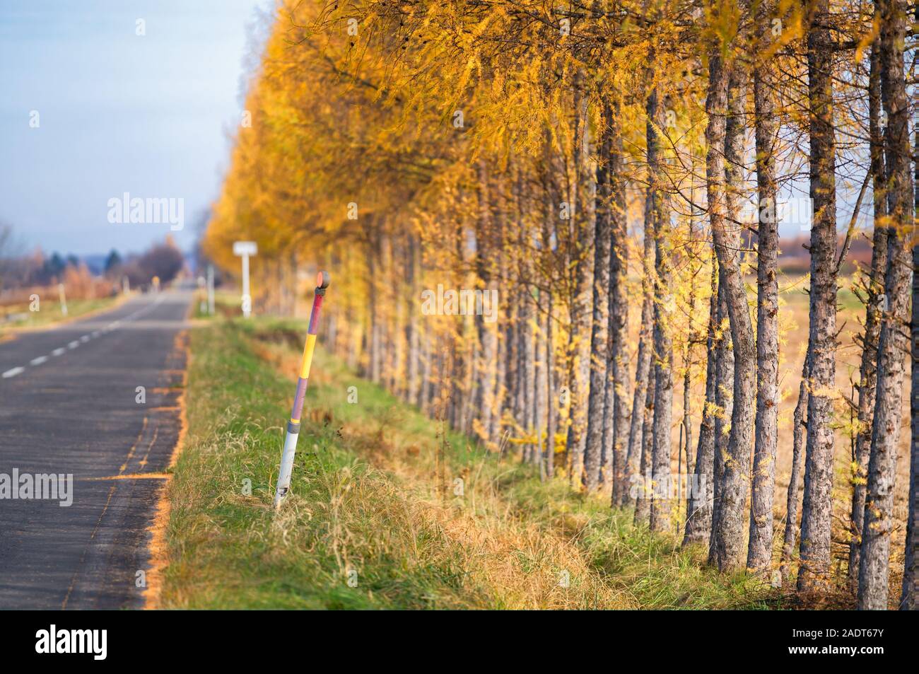 Windbreak forest of larch Stock Photo - Alamy