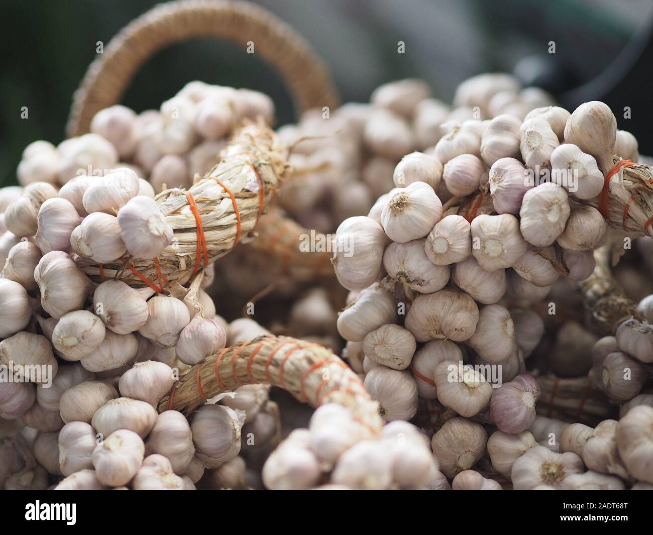 Garlic tied together in a bunch, placed in a woven basket Stock Photo ...