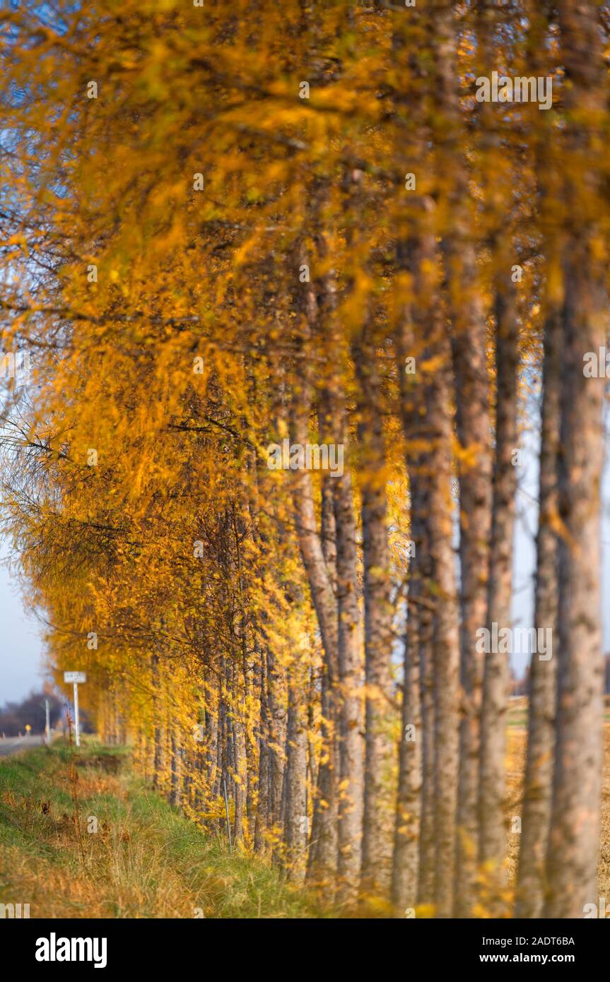 Windbreak forest of larch Stock Photo - Alamy