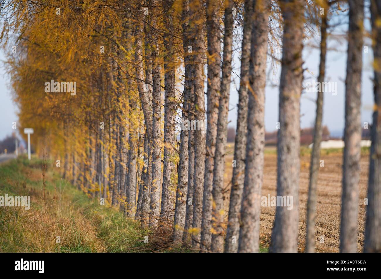 Windbreak forest of larch Stock Photo - Alamy