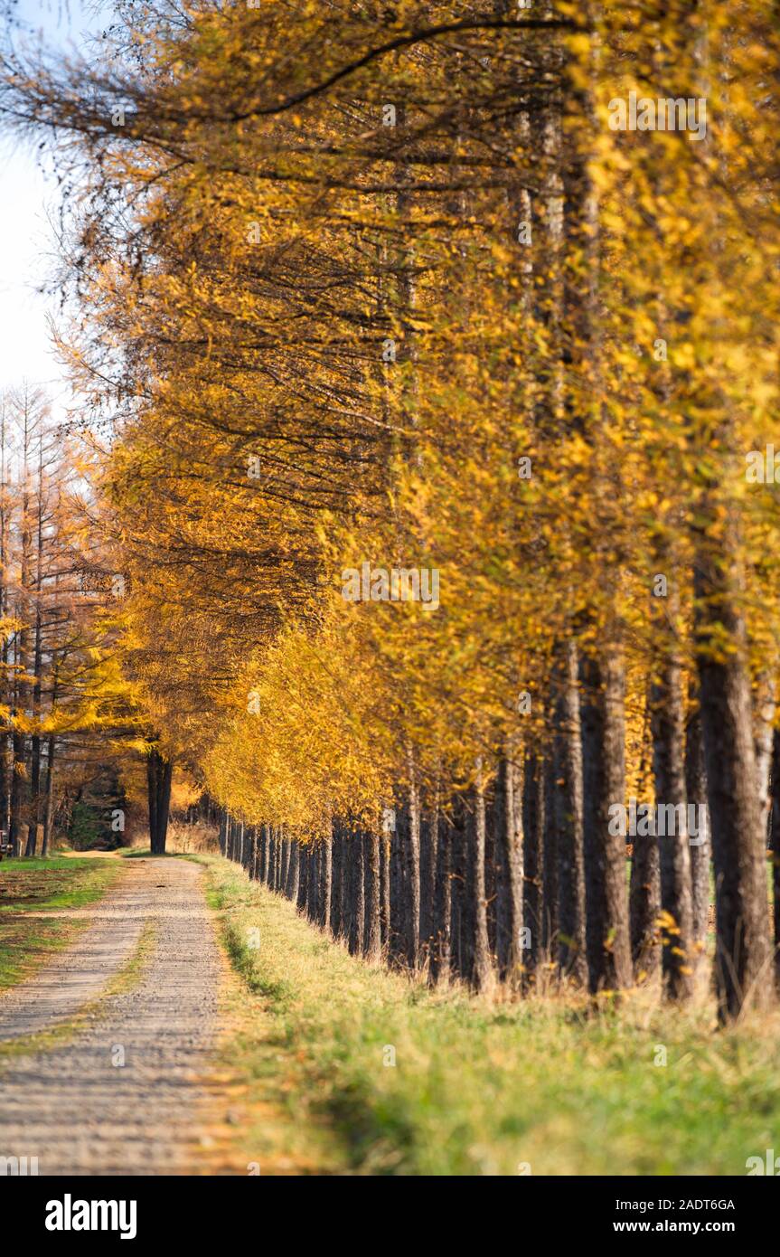 Windbreak Forest Of Larch High Resolution Stock Photography and Images ...