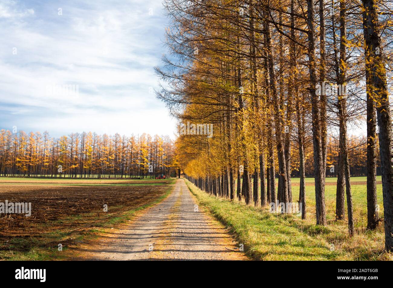 Windbreak forest of larch Stock Photo - Alamy