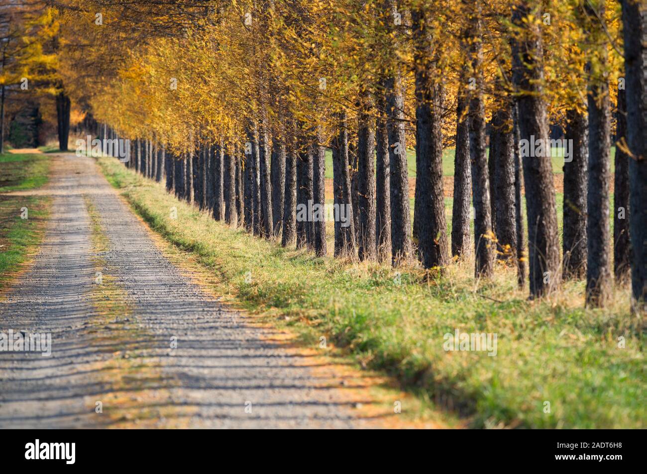Windbreak forest of larch hi-res stock photography and images - Alamy