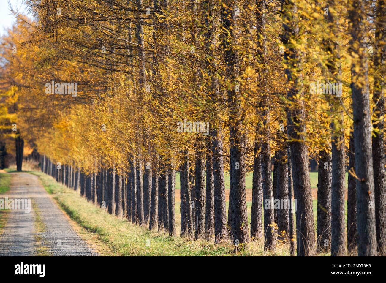 Windbreak Forest Of Larch High Resolution Stock Photography and Images ...