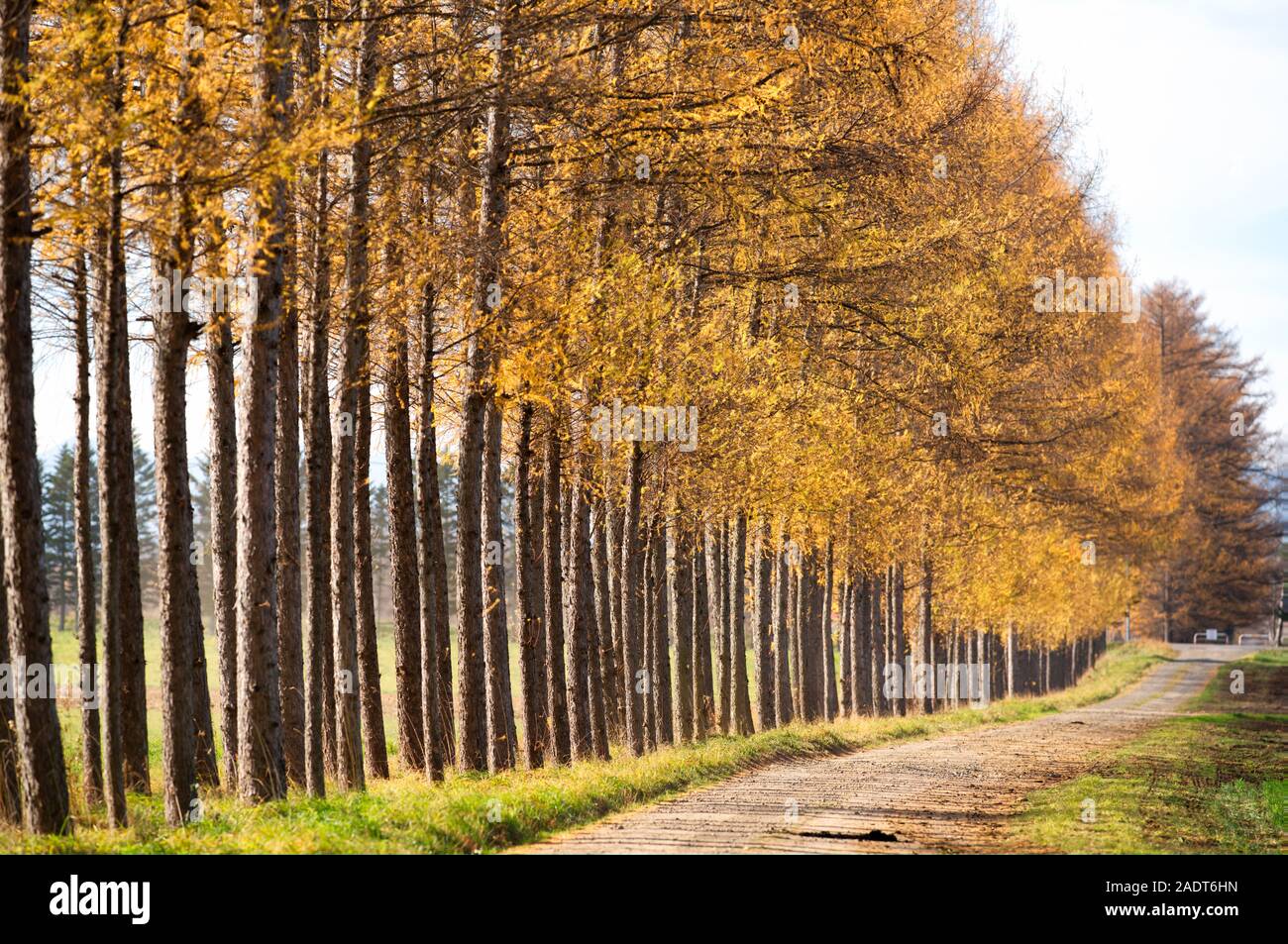 Windbreak forest of larch Stock Photo - Alamy