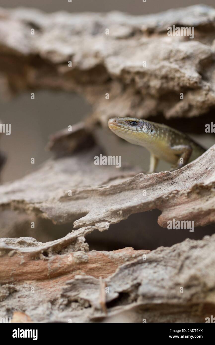 Sun Skink ( Mabuya multifasciata). Java, Indonesia Stock Photo - Alamy