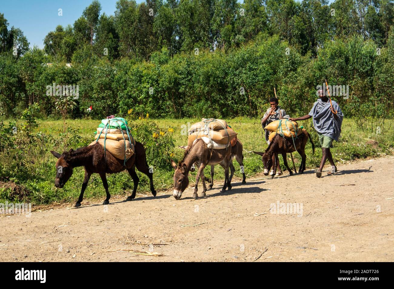 Donkeys carrying load hi-res stock photography and images - Alamy