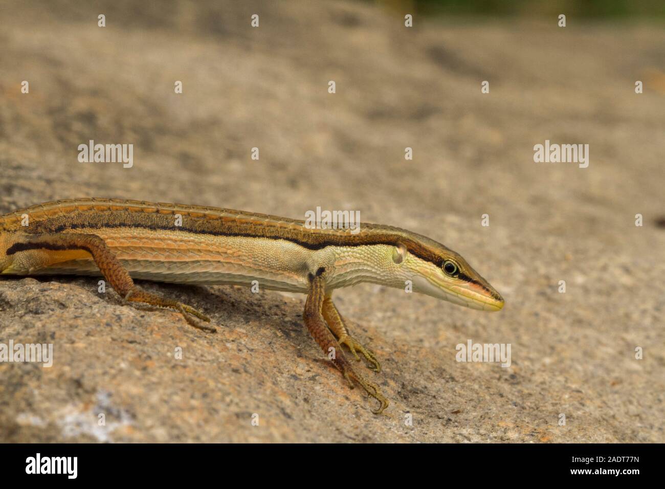 Black tailed monitor hi-res stock photography and images - Alamy