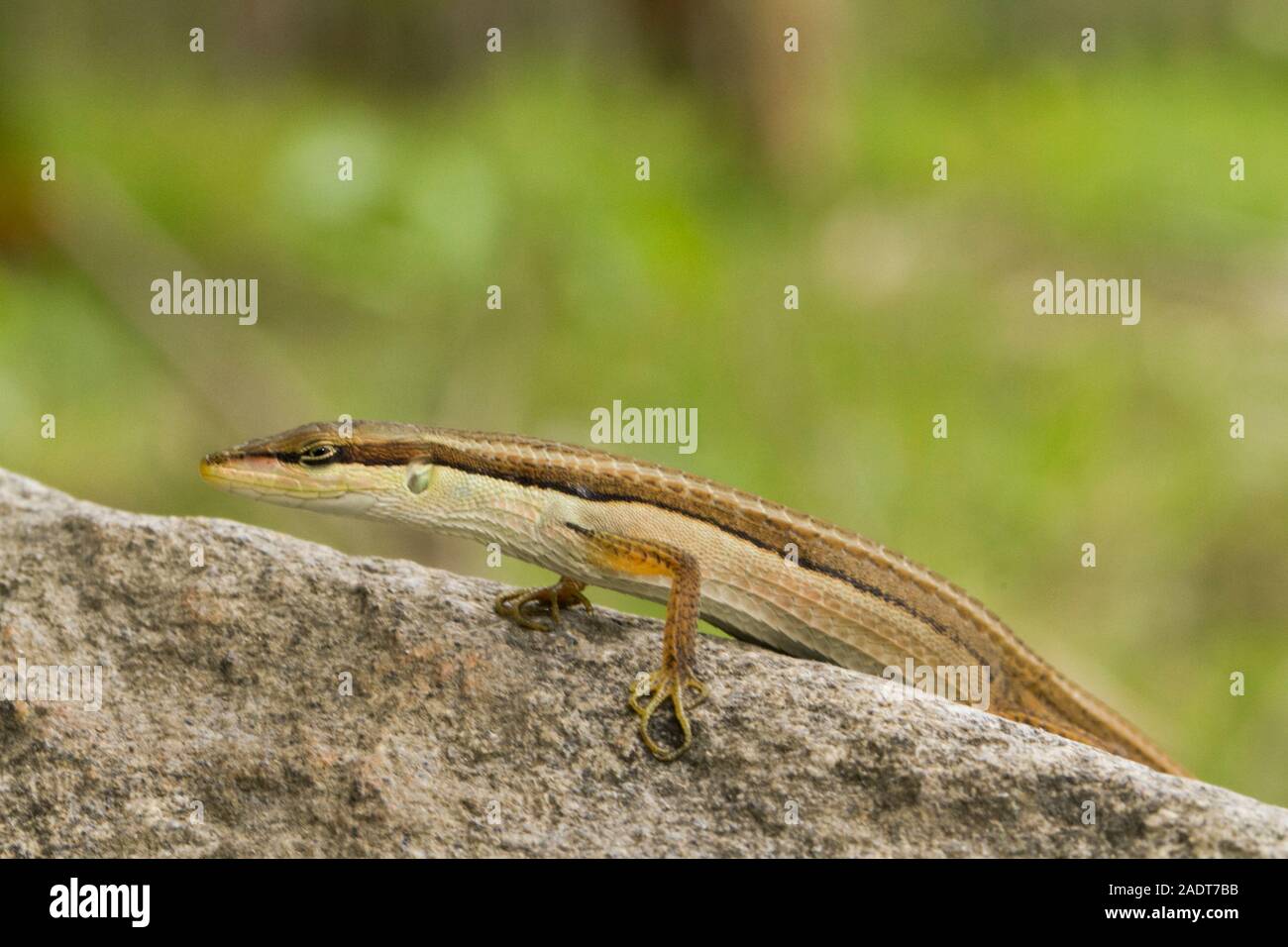 Asian Grass Lizard Six Striped Long Tailed Lizard Or Long Tailed Grass Lizard Takydromus