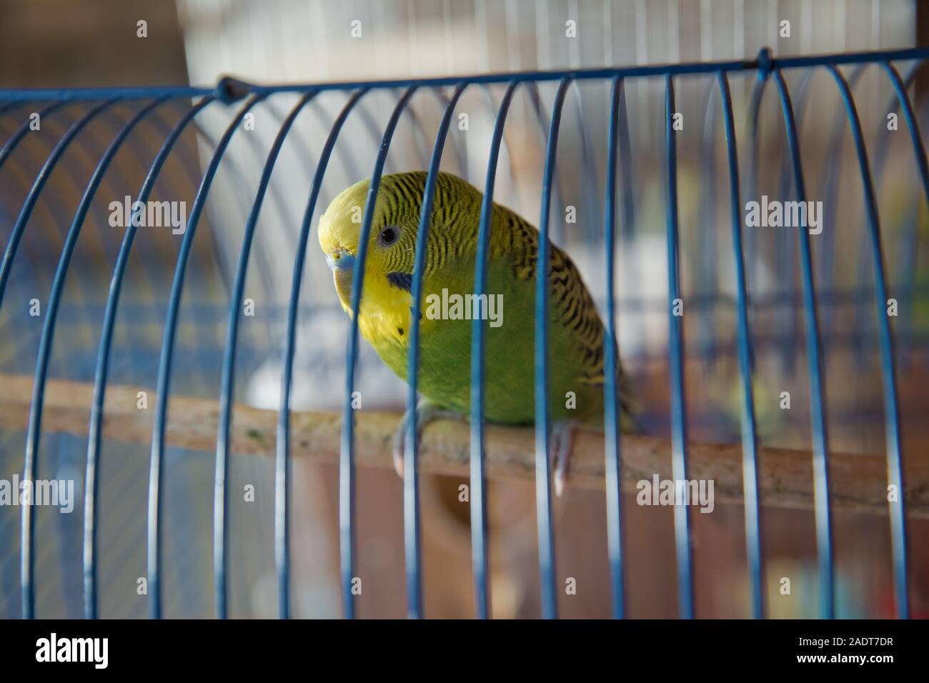 Parakeets . Green wavy parrot sits in a cage . Rosy Faced Lovebird ...