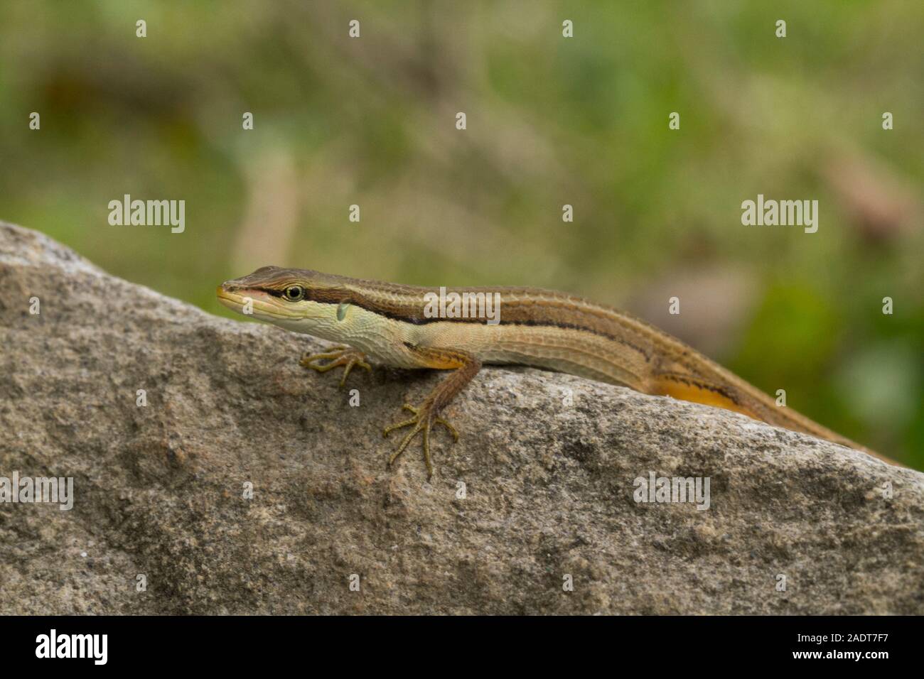 Long tailed grass lizard hi-res stock photography and images - Alamy