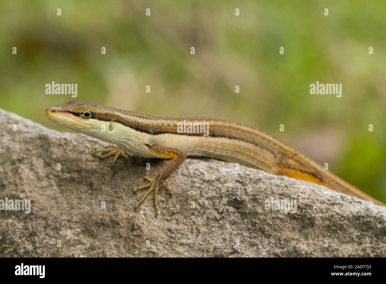 Asian grass lizard, six-striped long-tailed lizard, or long-tailed ...