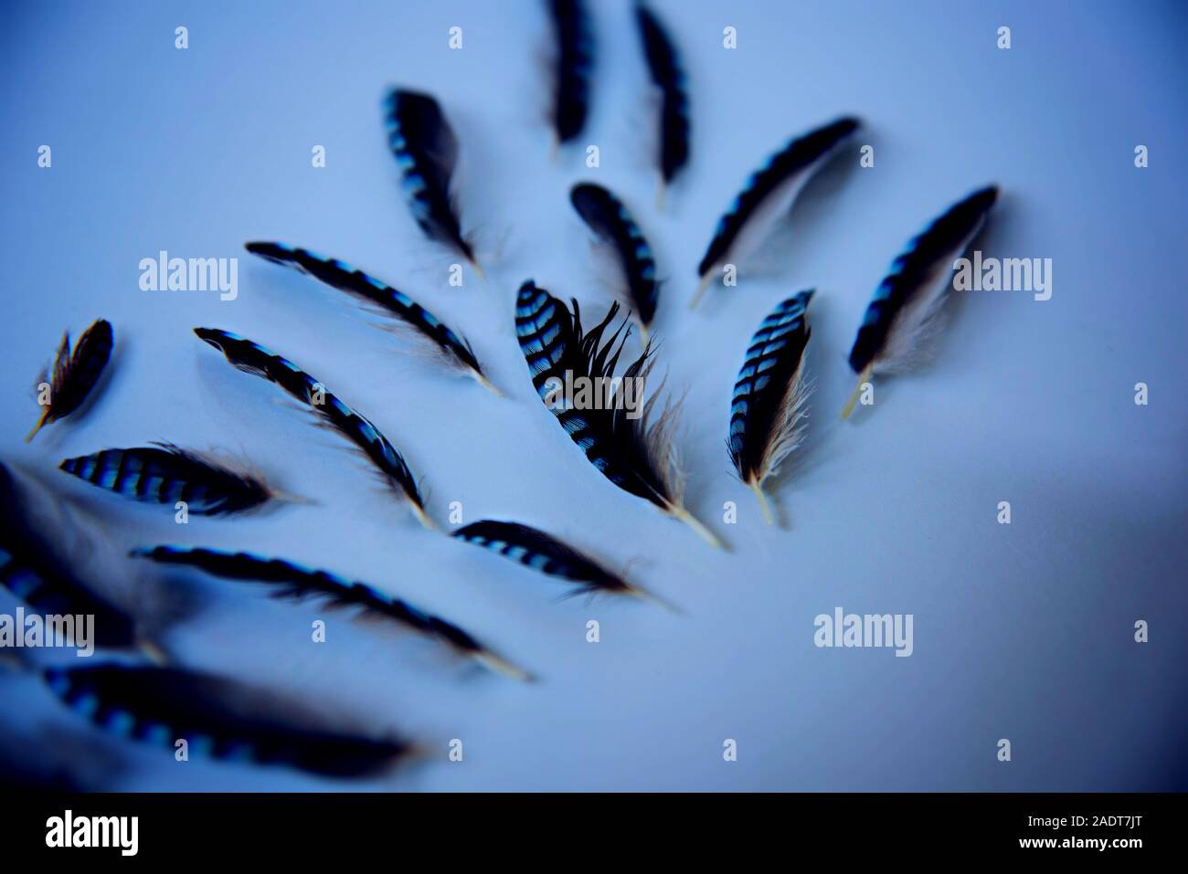 Soft blue gray wings hi-res stock photography and images - Alamy