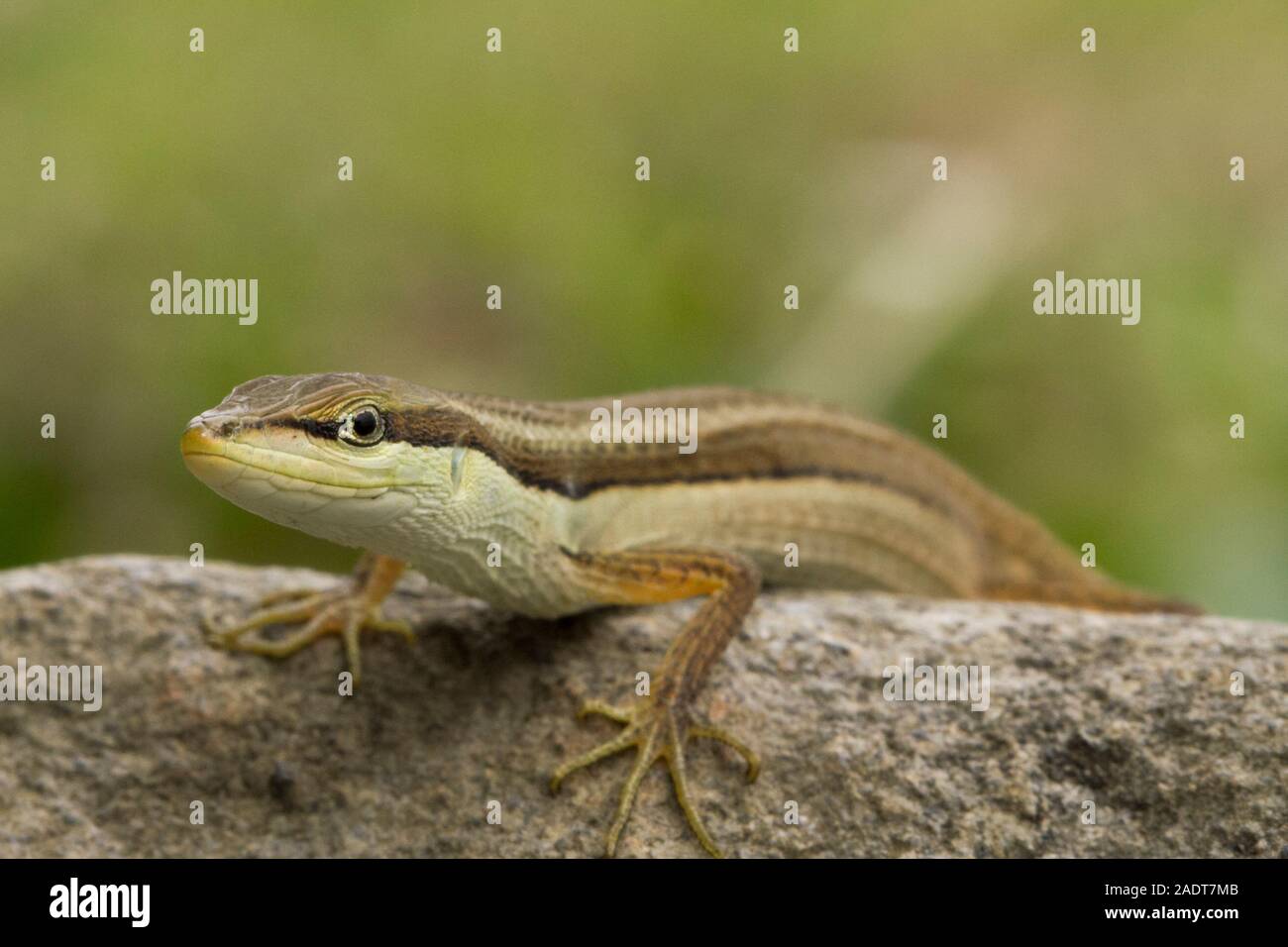 Asian grass lizard, six-striped long-tailed lizard, or long-tailed ...